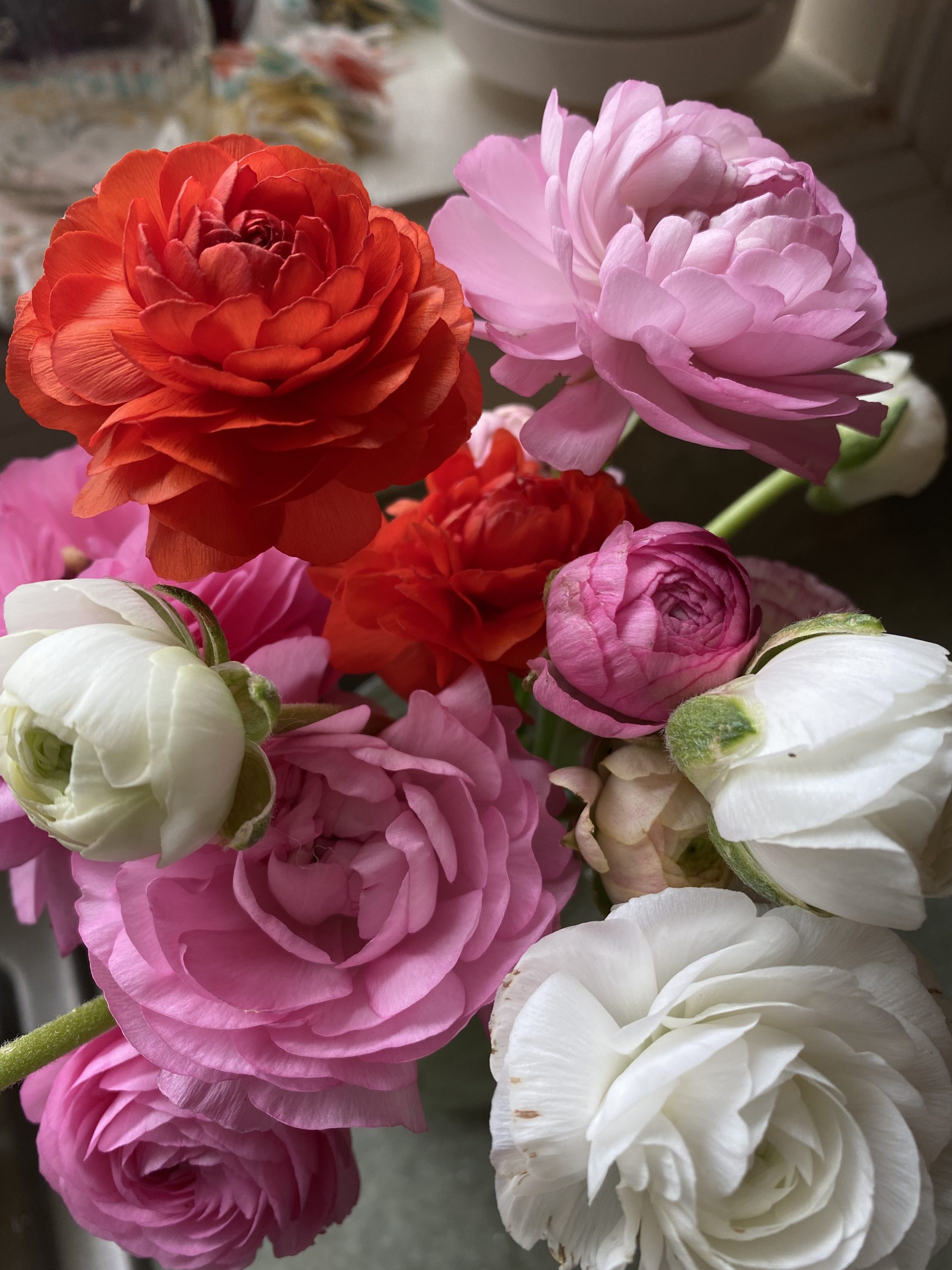 Fall Bulb Sale – Celadon Hill