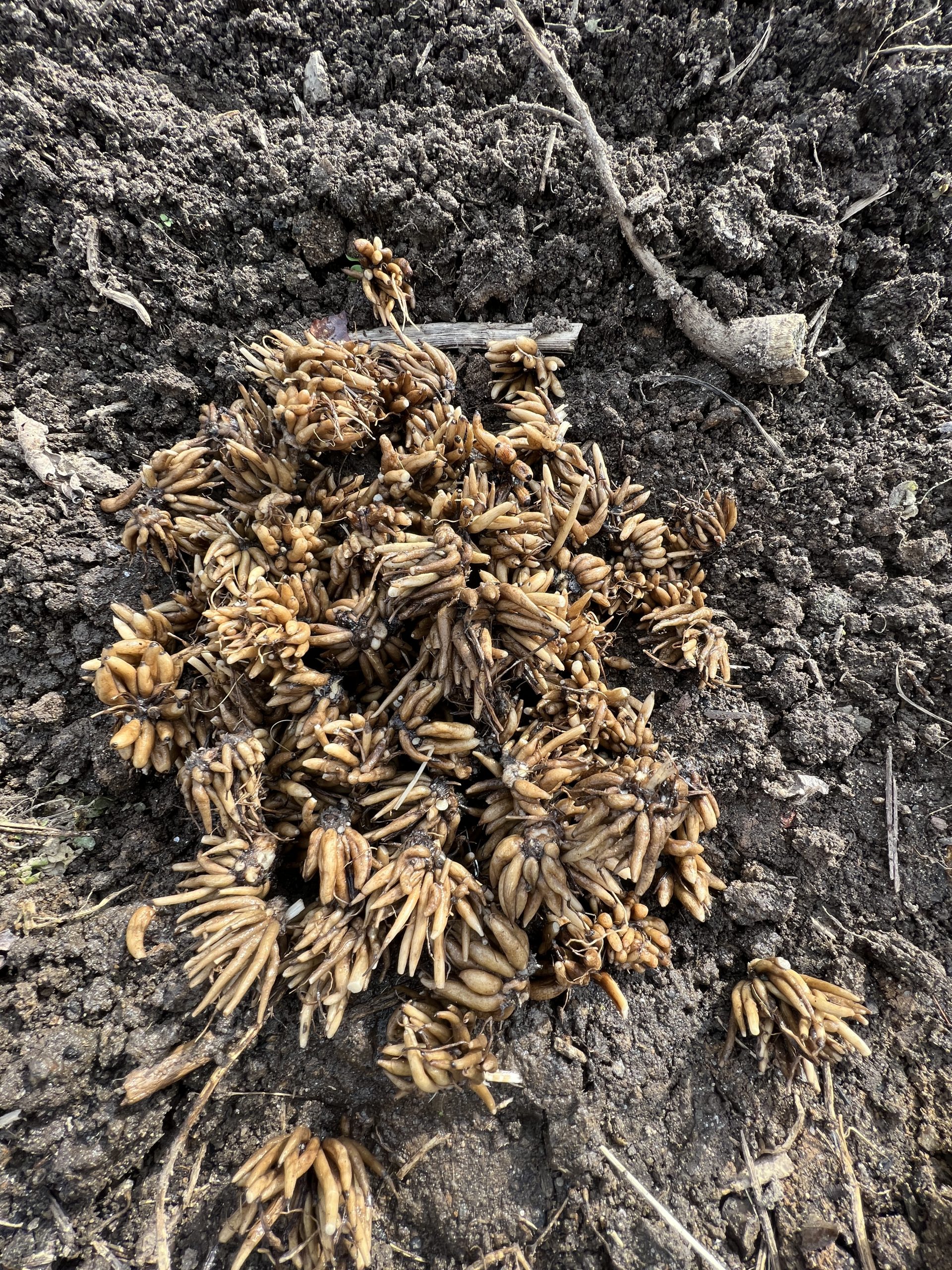 Pop of Red in Winter