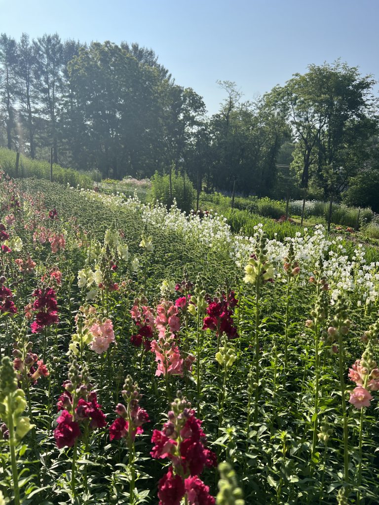celadon hill june bloom