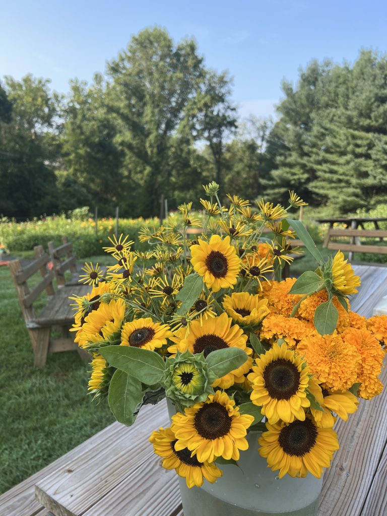 Brief Relief - Celadon Hill